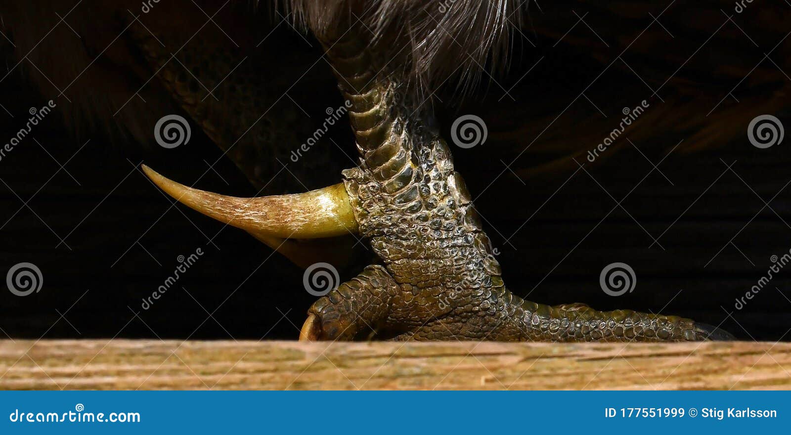 Leg of Rooster with Spurs Closeup Stock Image - Image of feather, foot ...