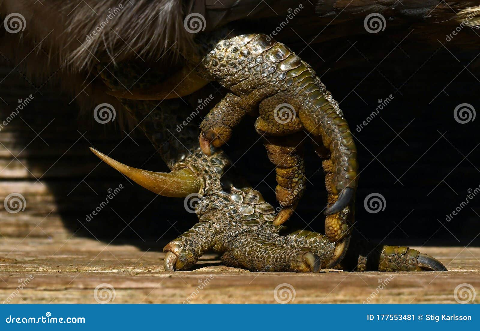 Leg of Rooster with Spurs Closeup Stock Image - Image of gallus, claw ...