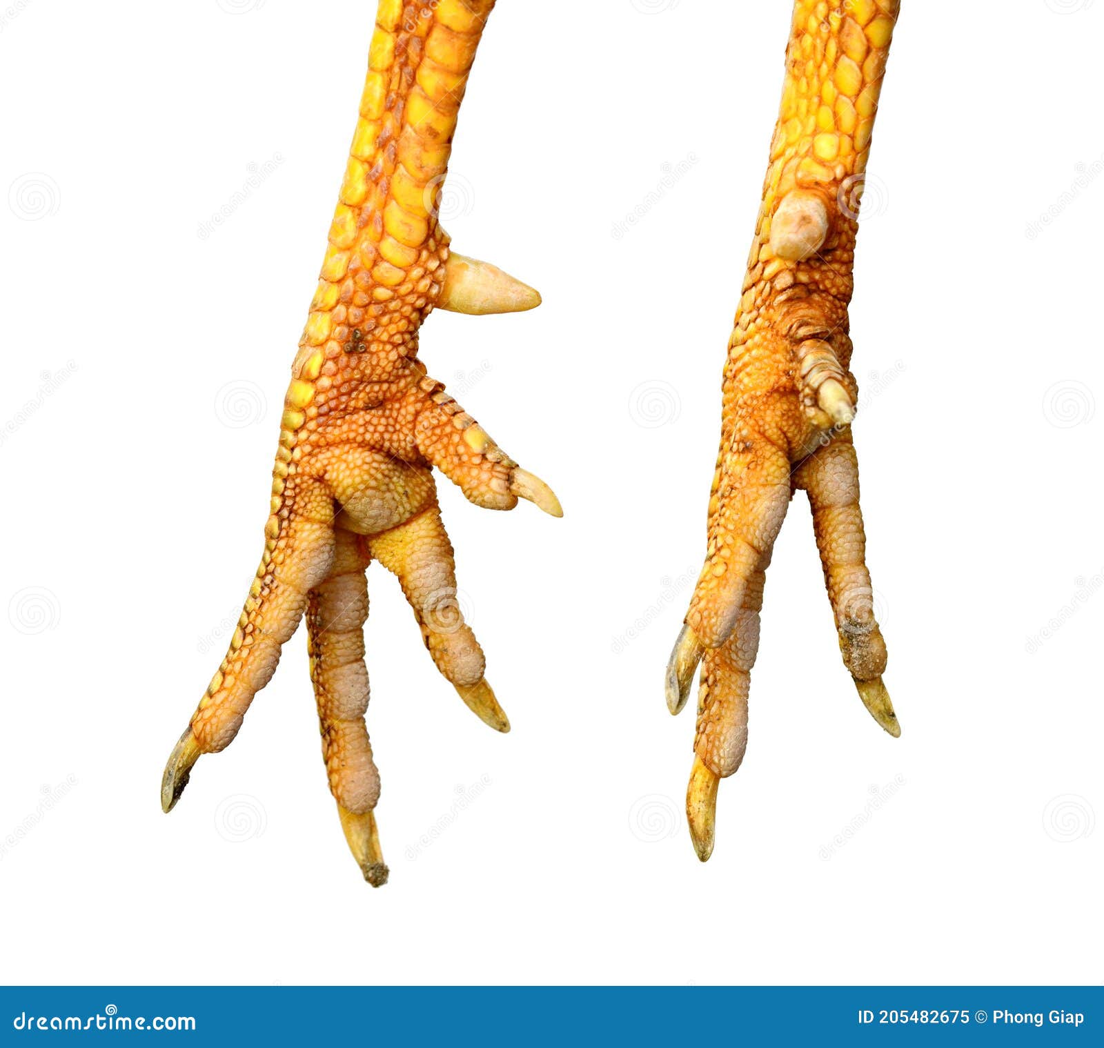 Leg of Rooster with Spurs Closeup Stock Image - Image of bird, legs ...