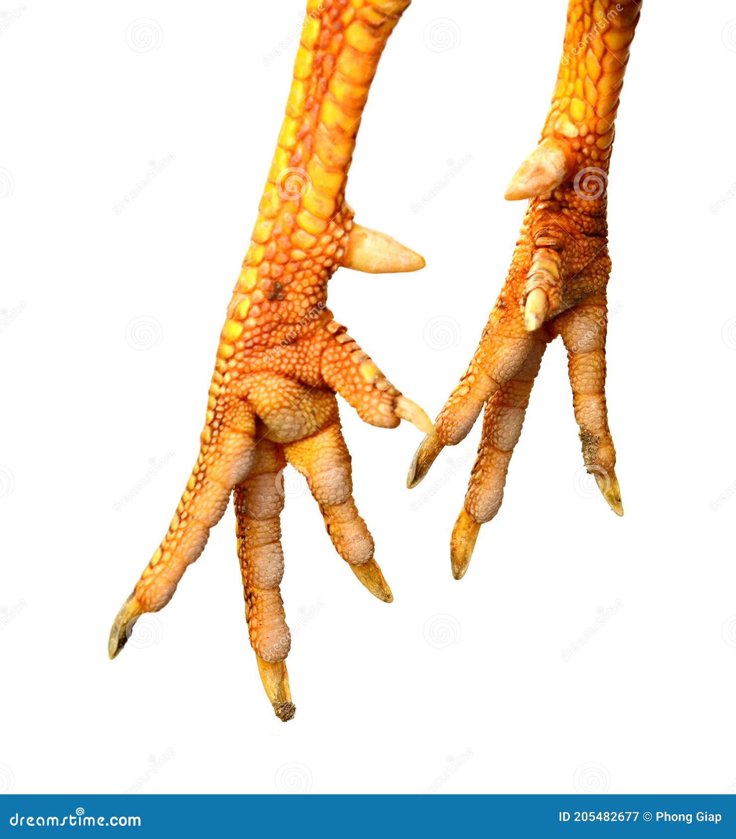 Leg of Rooster with Spurs Closeup Stock Image - Image of closeup ...