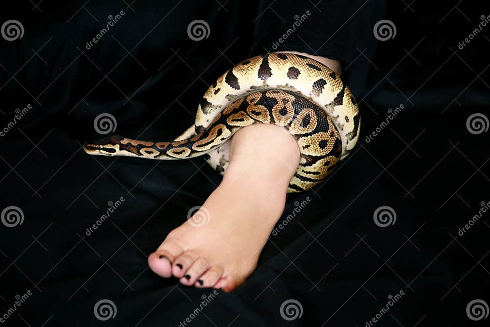 Leg with Royal Python Snake. Ball Python Slithering and Crawling Around ...