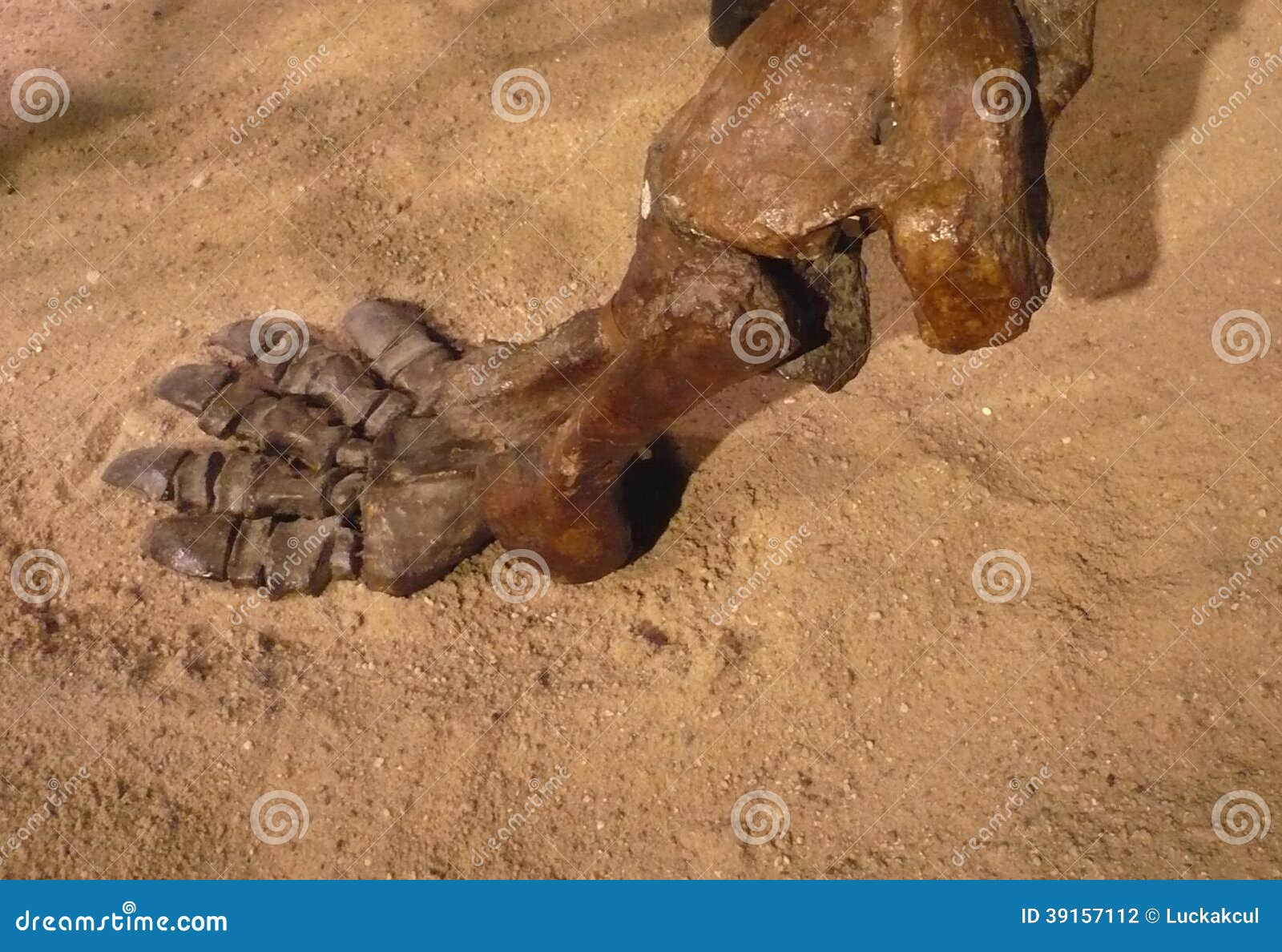 The Leg of Scutosaurus Karpinskii - Real Skeleton Stock Photo - Image ...