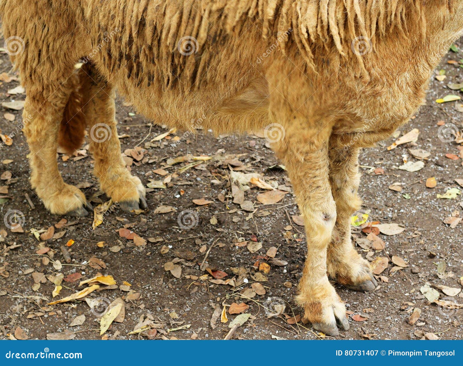 Leg Sheep in nature stock image. Image of scene, pasture - 80731407