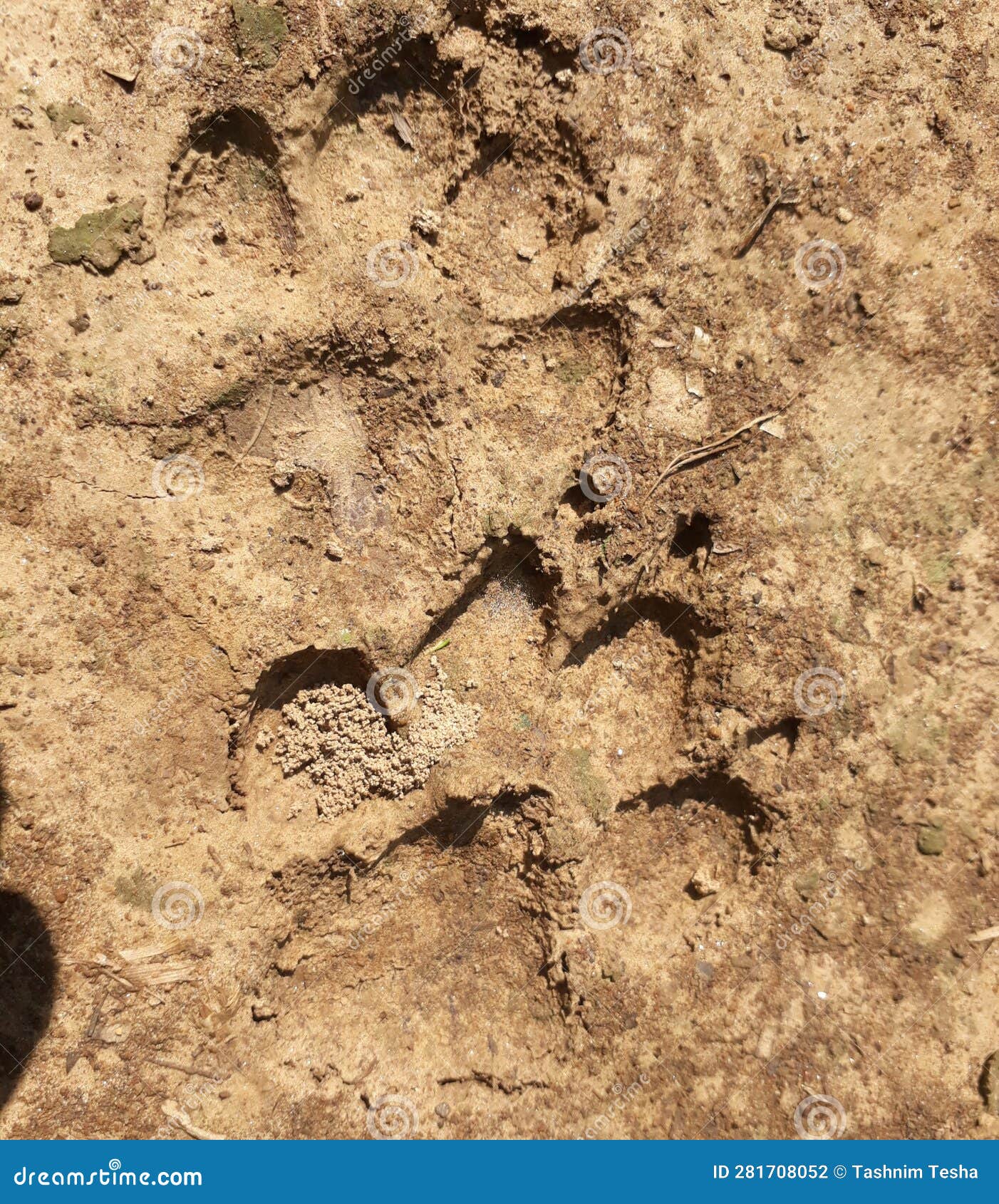 The Leg Spot Which is Animal on the Soil, Stock Photo - Image of trunk ...