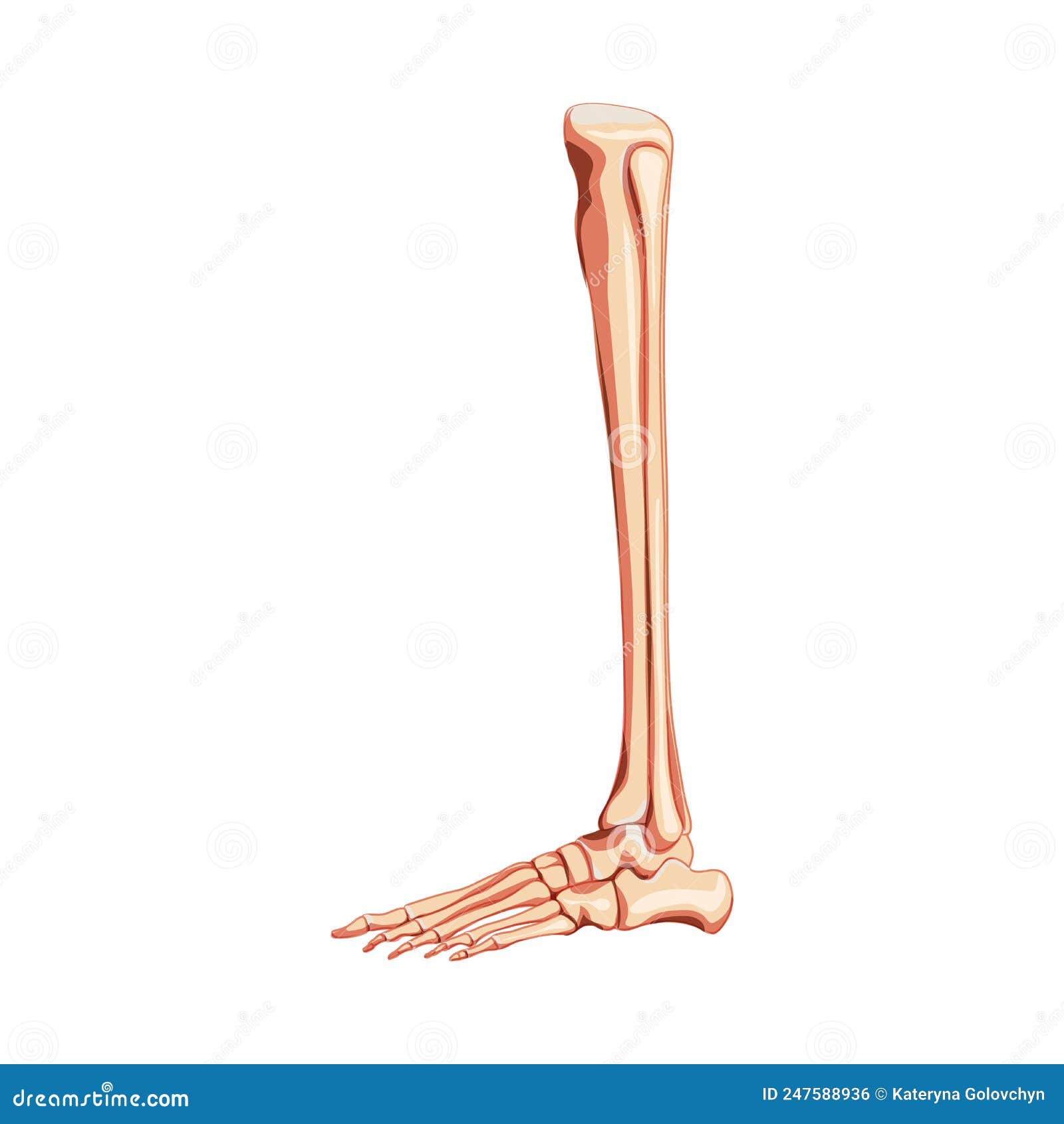 Leg Tibia, Fibula, Foot, Ankle Skeleton Human Side View. Set of ...