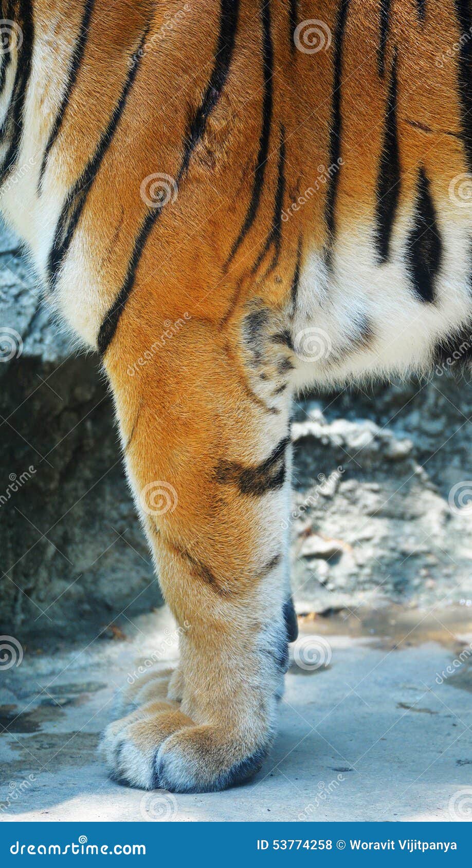 Leg Tiger stock photo. Image of portrait, beast, carnivore - 53774258