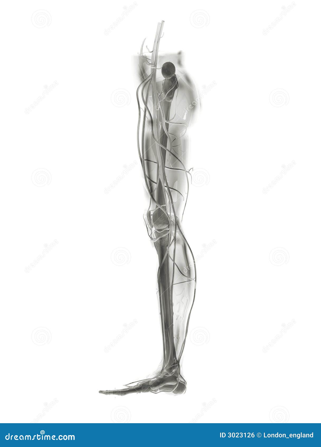 Leg X-ray Stock Photography | CartoonDealer.com #3023126