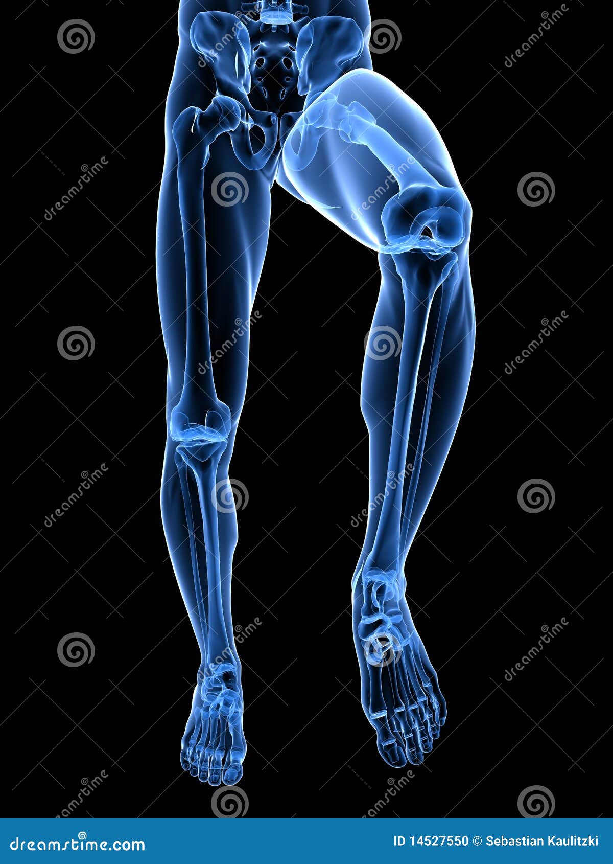 Leg X-ray Illustration Stock Photo - Image: 14527550