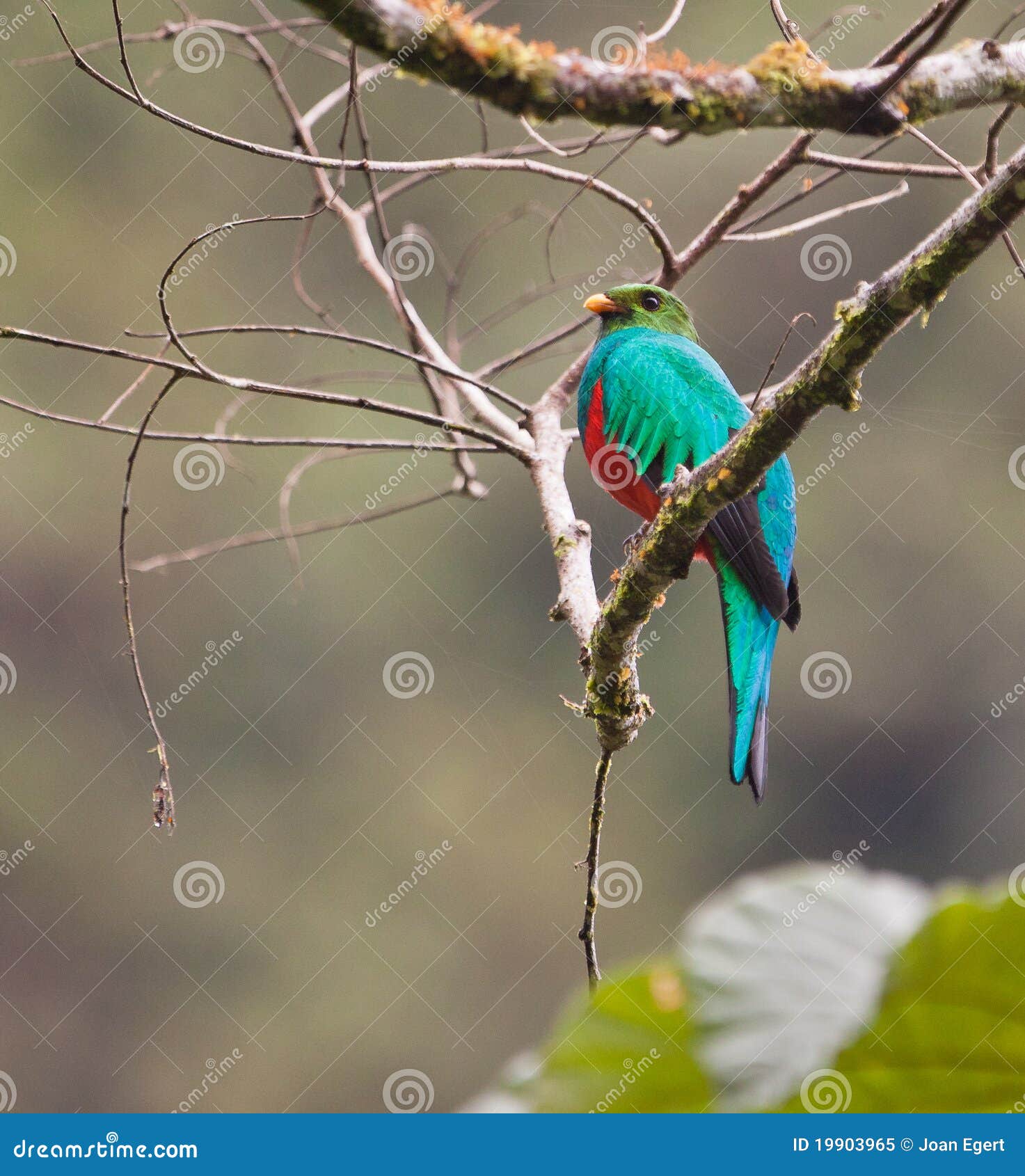 Golden-headed Quetzal, Pharomachrus Auriceps, Magnificent Sacred Green ...
