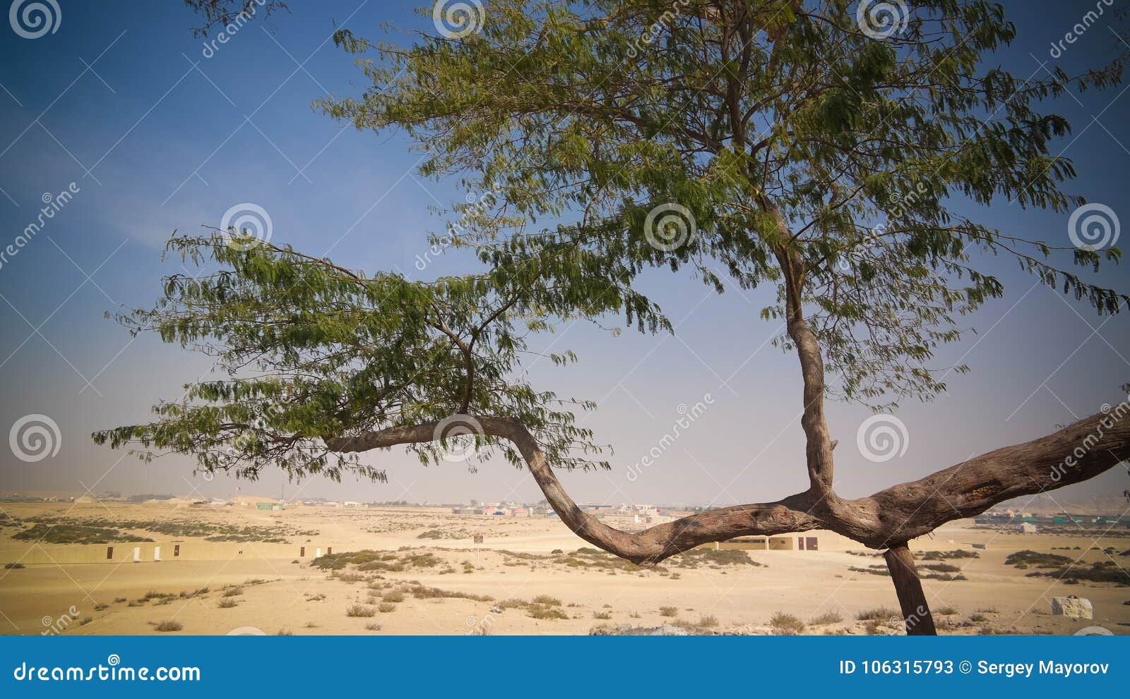 Legendary Tree of Life, Bahrain Desert Stock Image - Image of branch ...