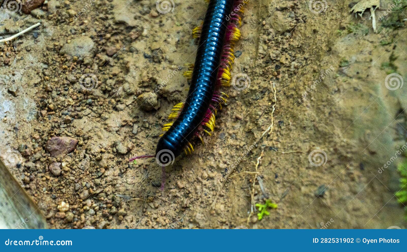 The Legged Tropical Rainforest Millipede Animal is Red Stock Photo ...
