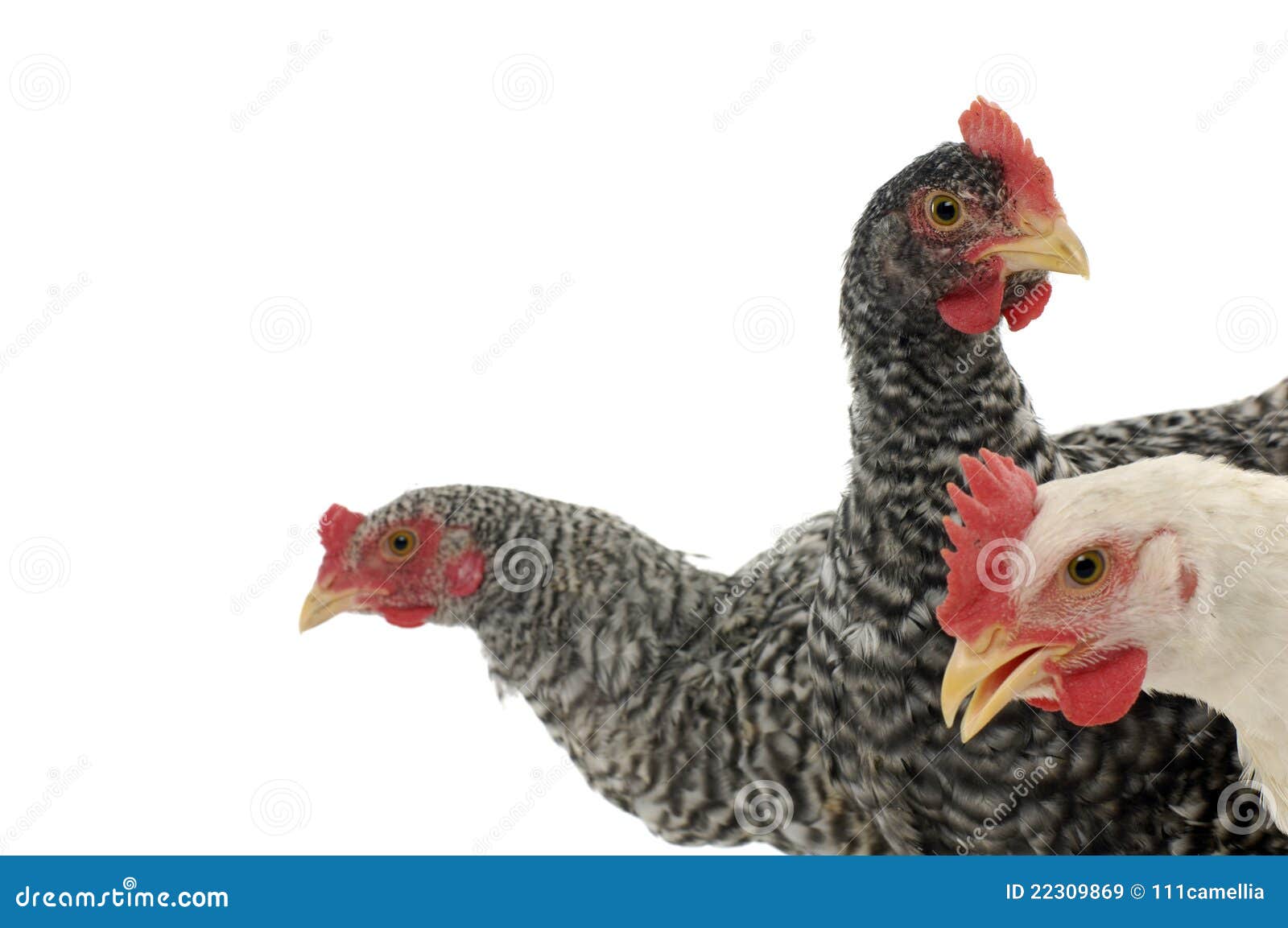 Leghorn hen stock image. Image of comb, cockerel, fertility - 22309869