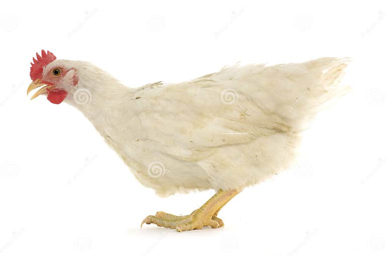 Leghorn hen stock photo. Image of avian, beautiful, agriculture - 22309882