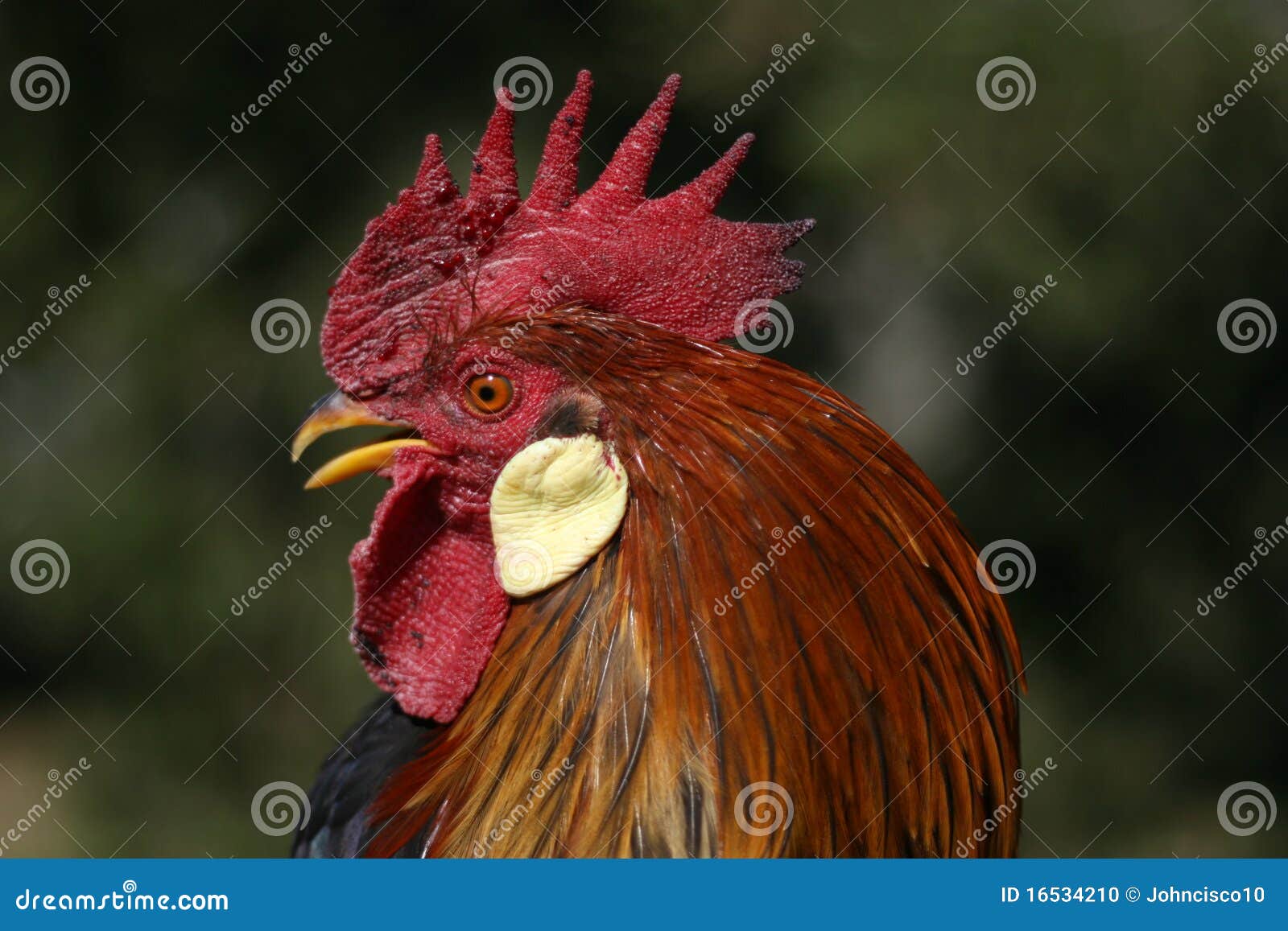 Leghorn Rooster stock photo. Image of orange, chicken - 16534210