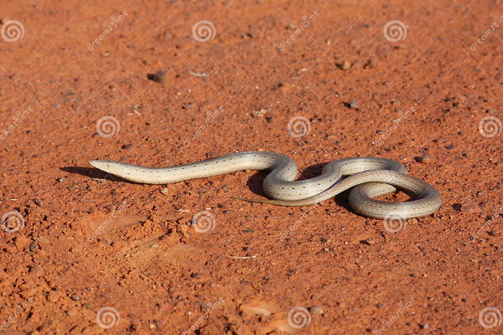 Legless lizard stock photo. Image of australia, south - 18549710