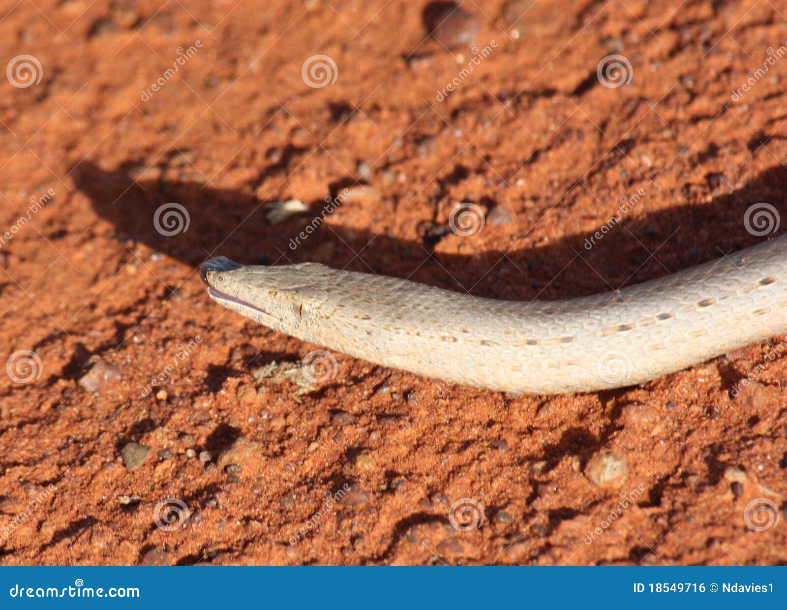 Legless lizard stock photo. Image of gecko, wildlife - 18549716