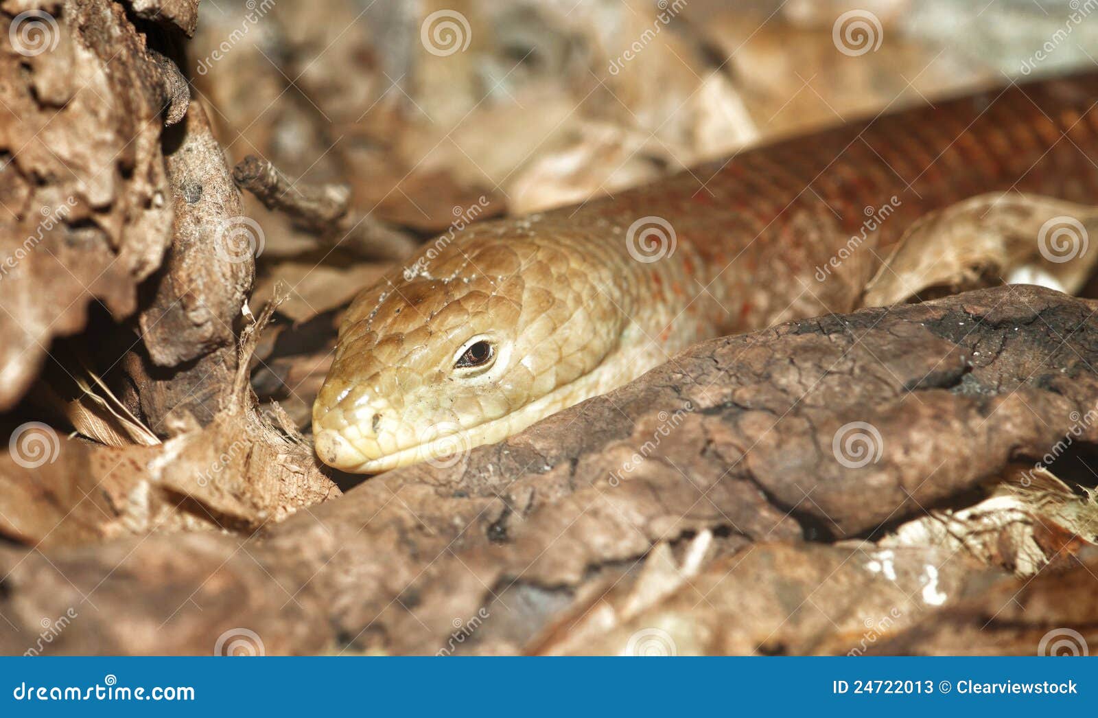 Legless lizard stock image. Image of scales, scheltopusik - 24722013