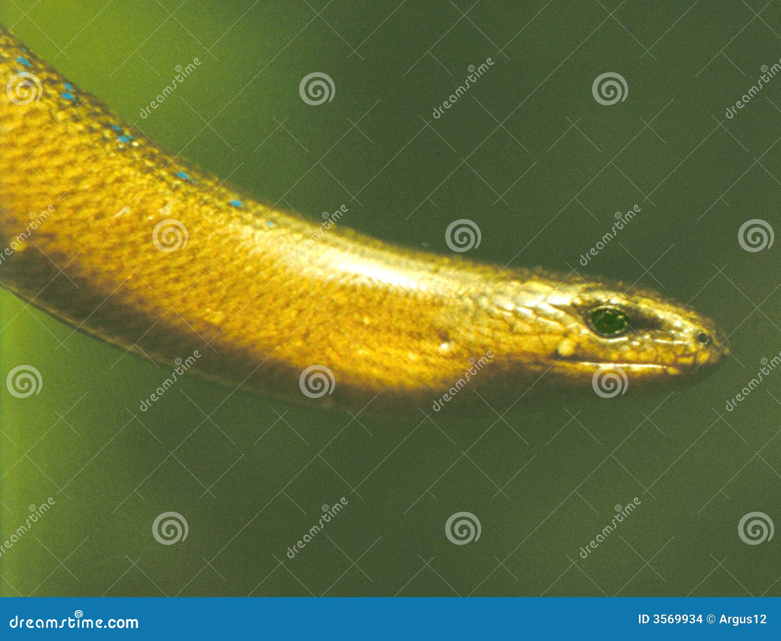 Legless Lizard Anguis Fragilis Stock Photo - Image of poisonous ...