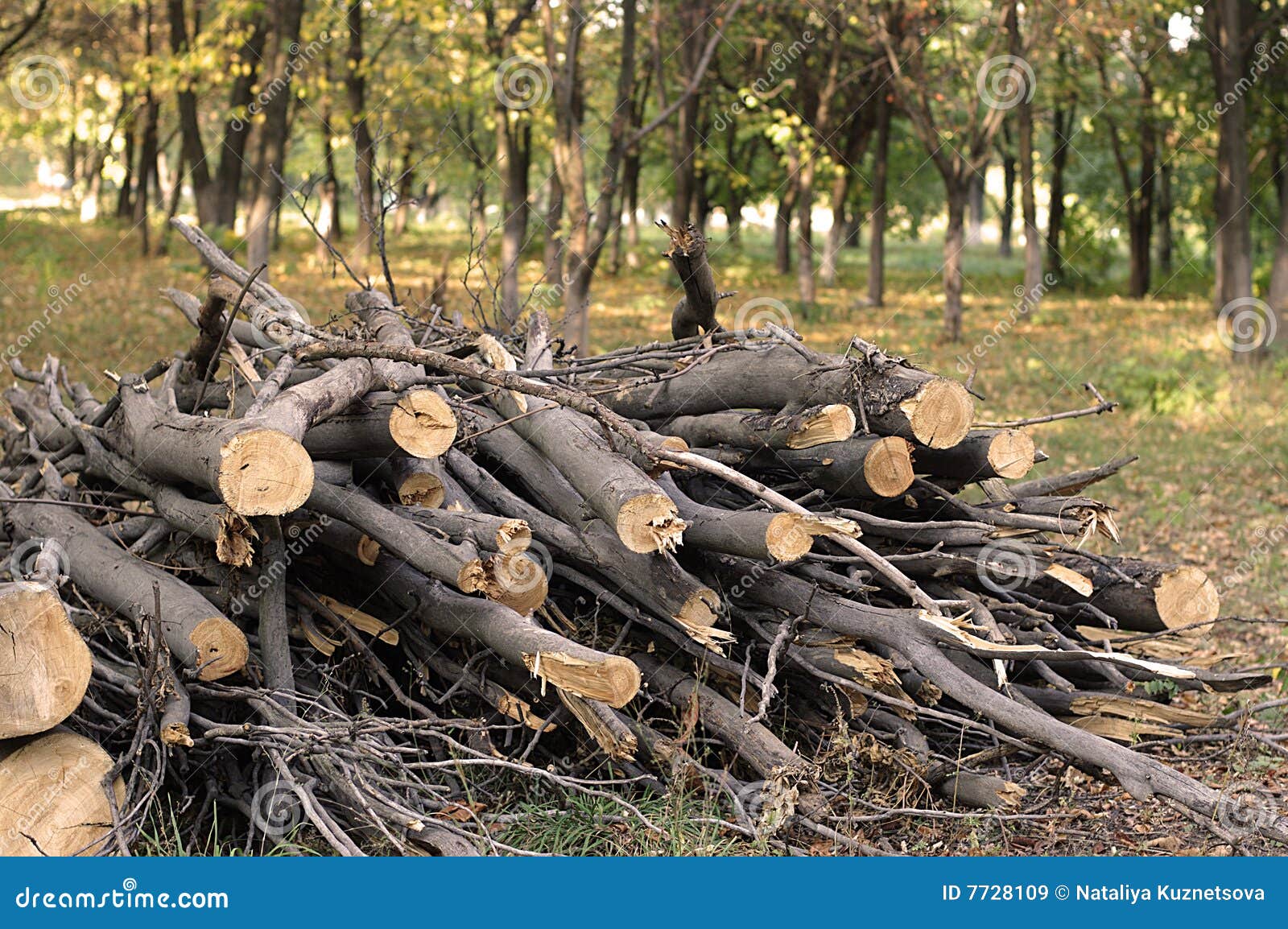 Legna da ardere immagine stock. Immagine di fascio, esterno - 7728109