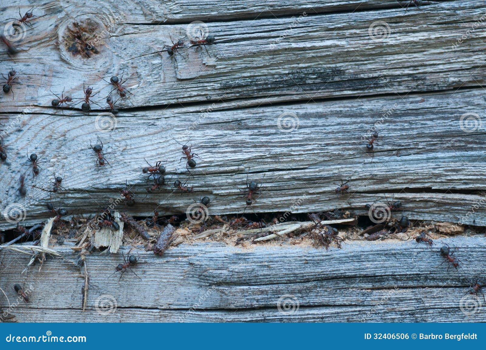Legno Che Mangia Le Formiche Fotografia Stock - Immagine di formiche ...
