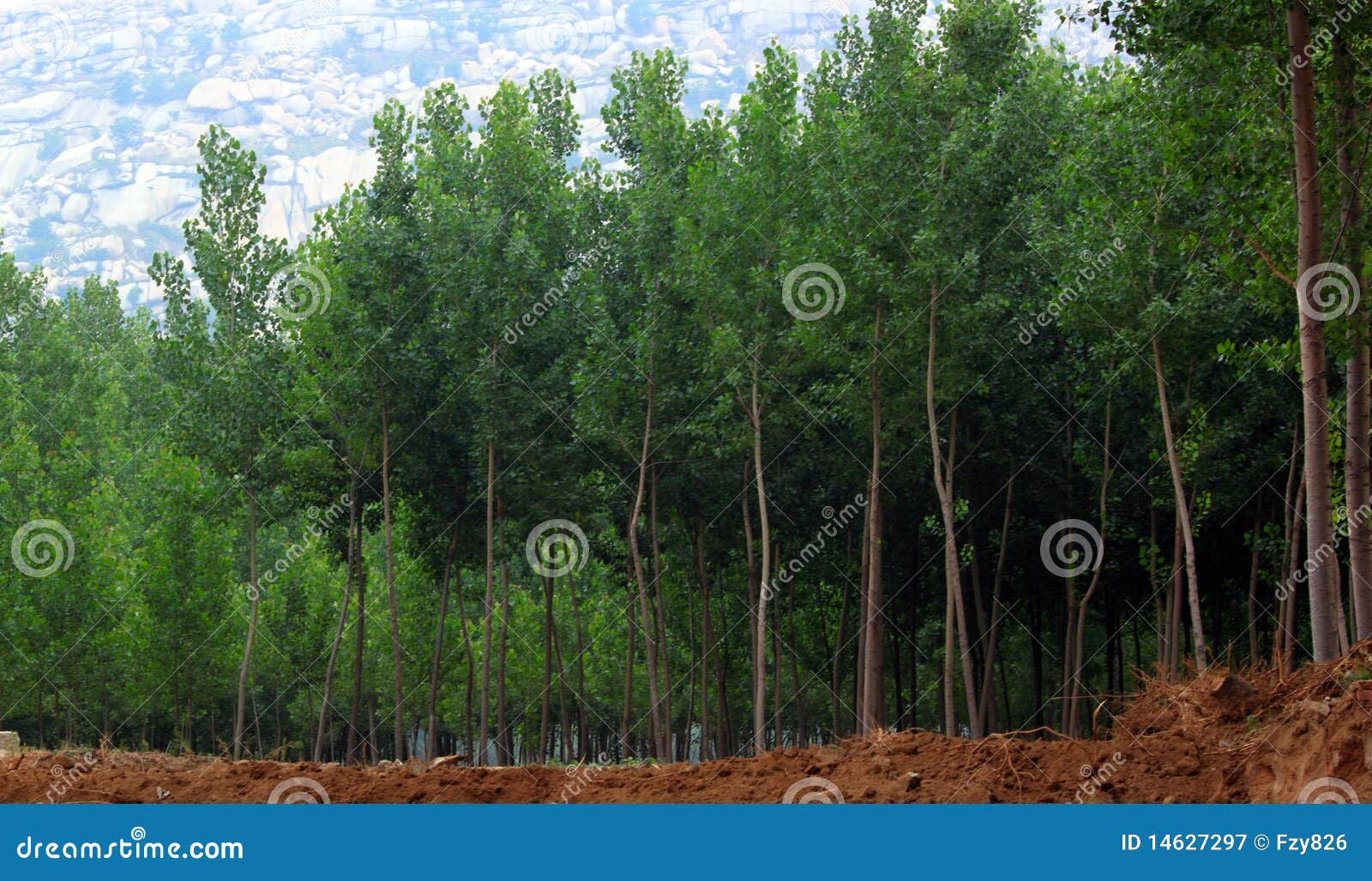 Legno del pioppo immagine stock. Immagine di legno, giallo - 14627297