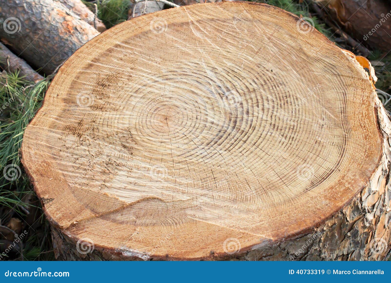 Legno del tronco immagine stock. Immagine di falegnameria - 40733319