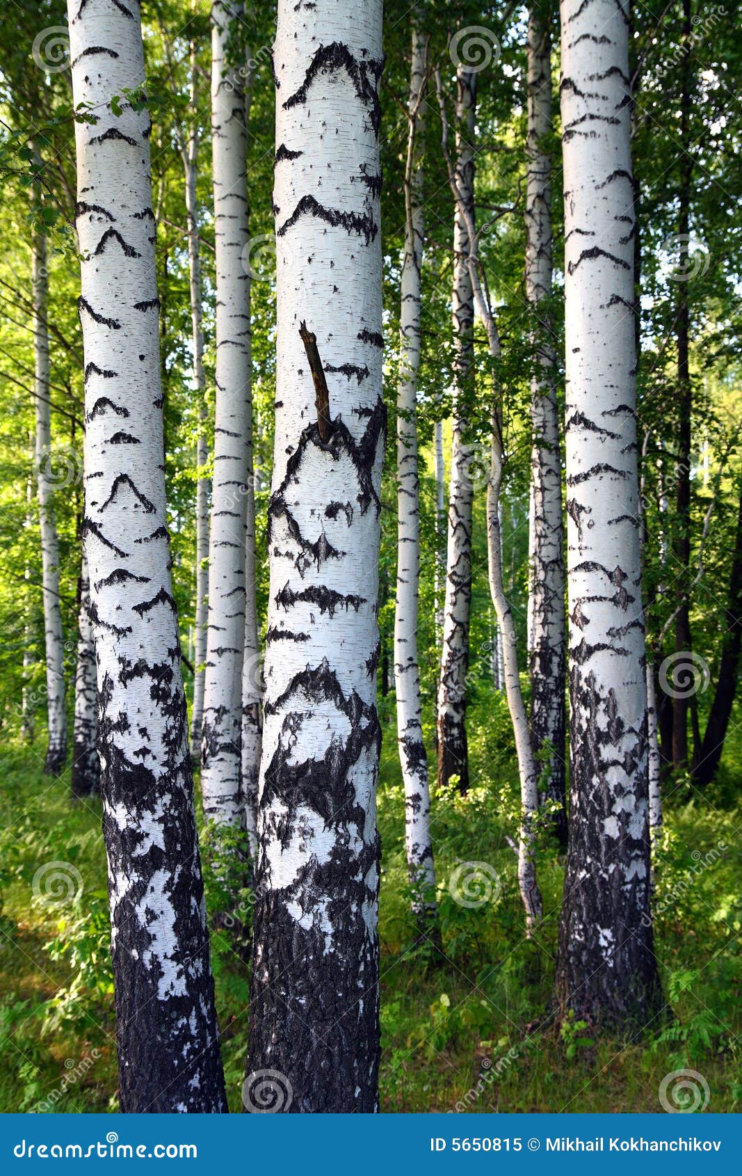 Legno di betulla immagine stock. Immagine di aperto, ornamentale - 5650815