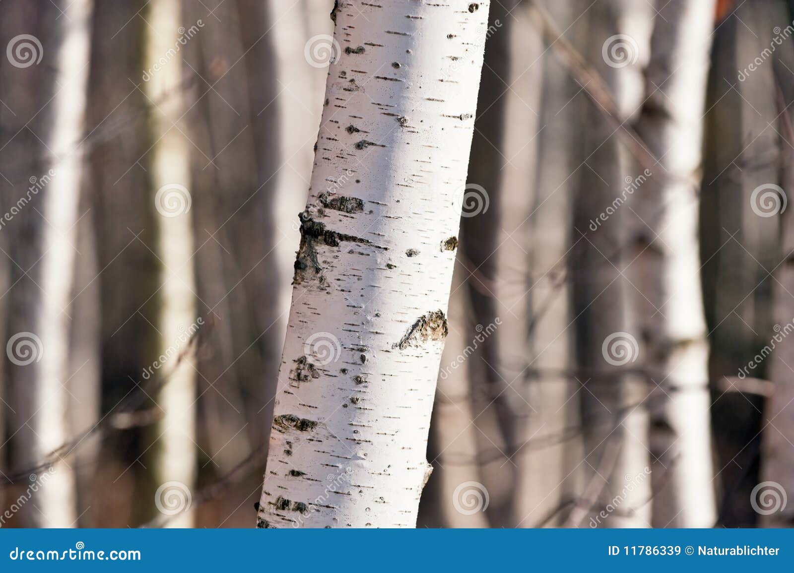Legno Di Betulla Di Betulla Immagine Stock - Immagine di alberi ...