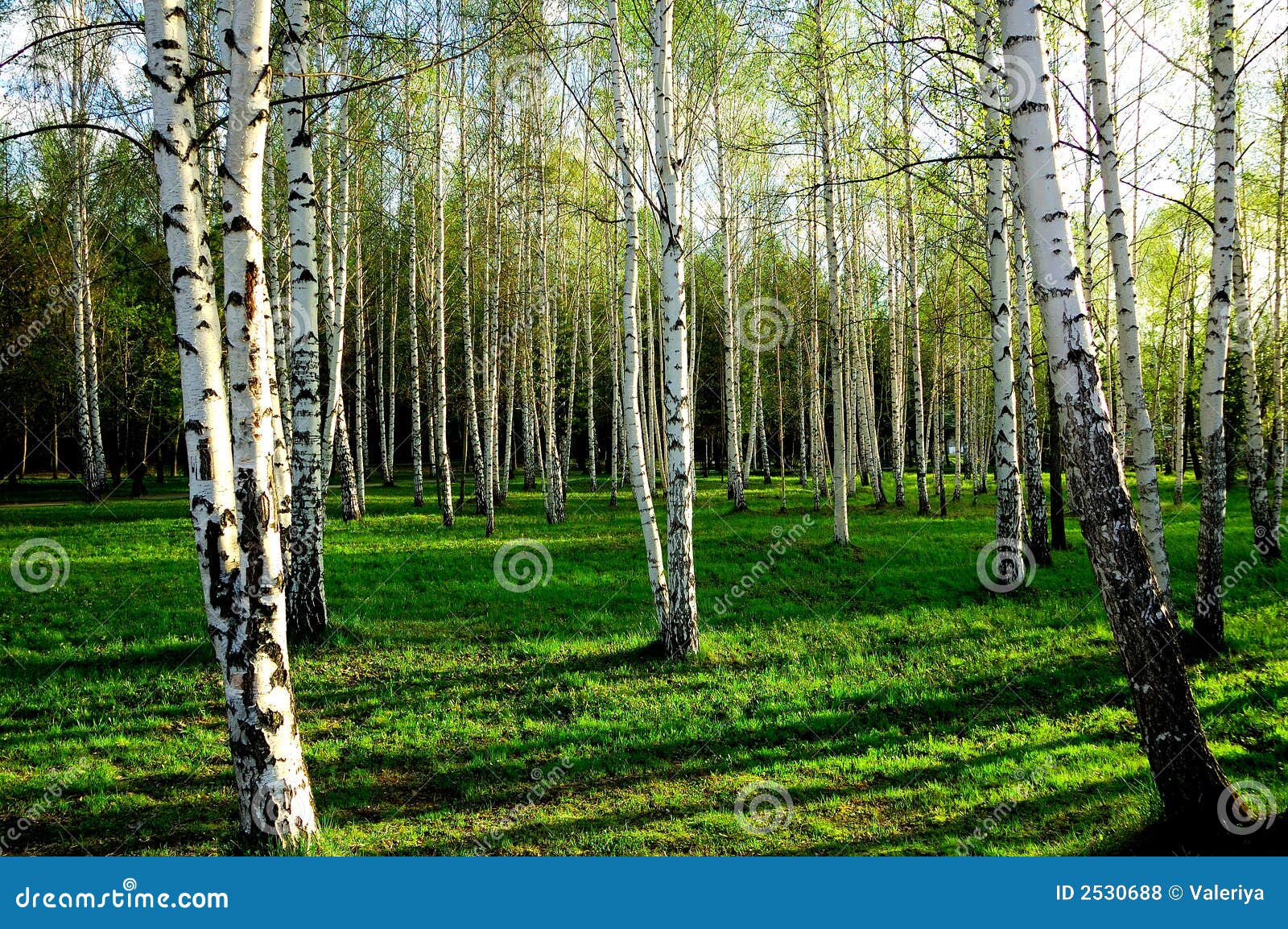 Legno di betulla in Russia fotografia stock. Immagine di riciclaggio ...
