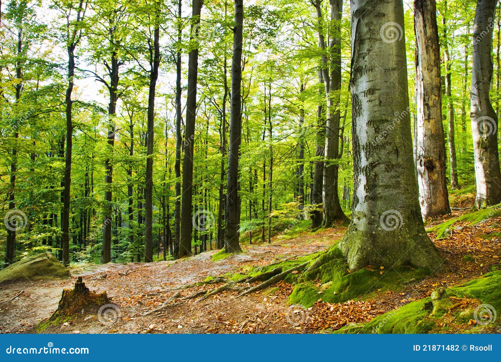 Legno di faggio fotografia stock. Immagine di ambiente - 21871482