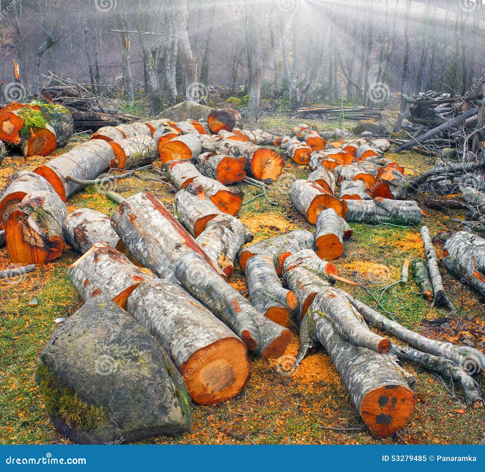 Legno Pittoresco Dell'ontano Immagine Stock - Immagine di colore ...