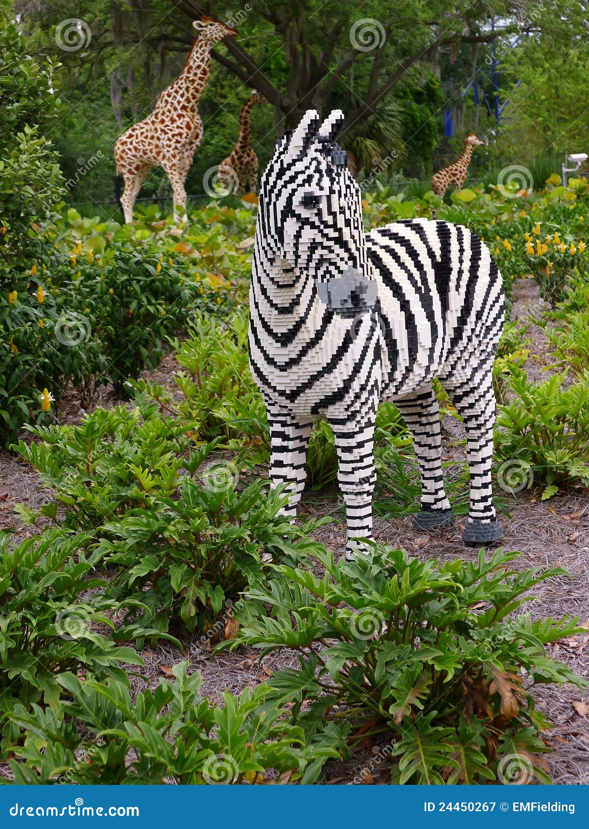 Legoland Florida Safari Animals Zebra Giraffe Editorial Photography ...