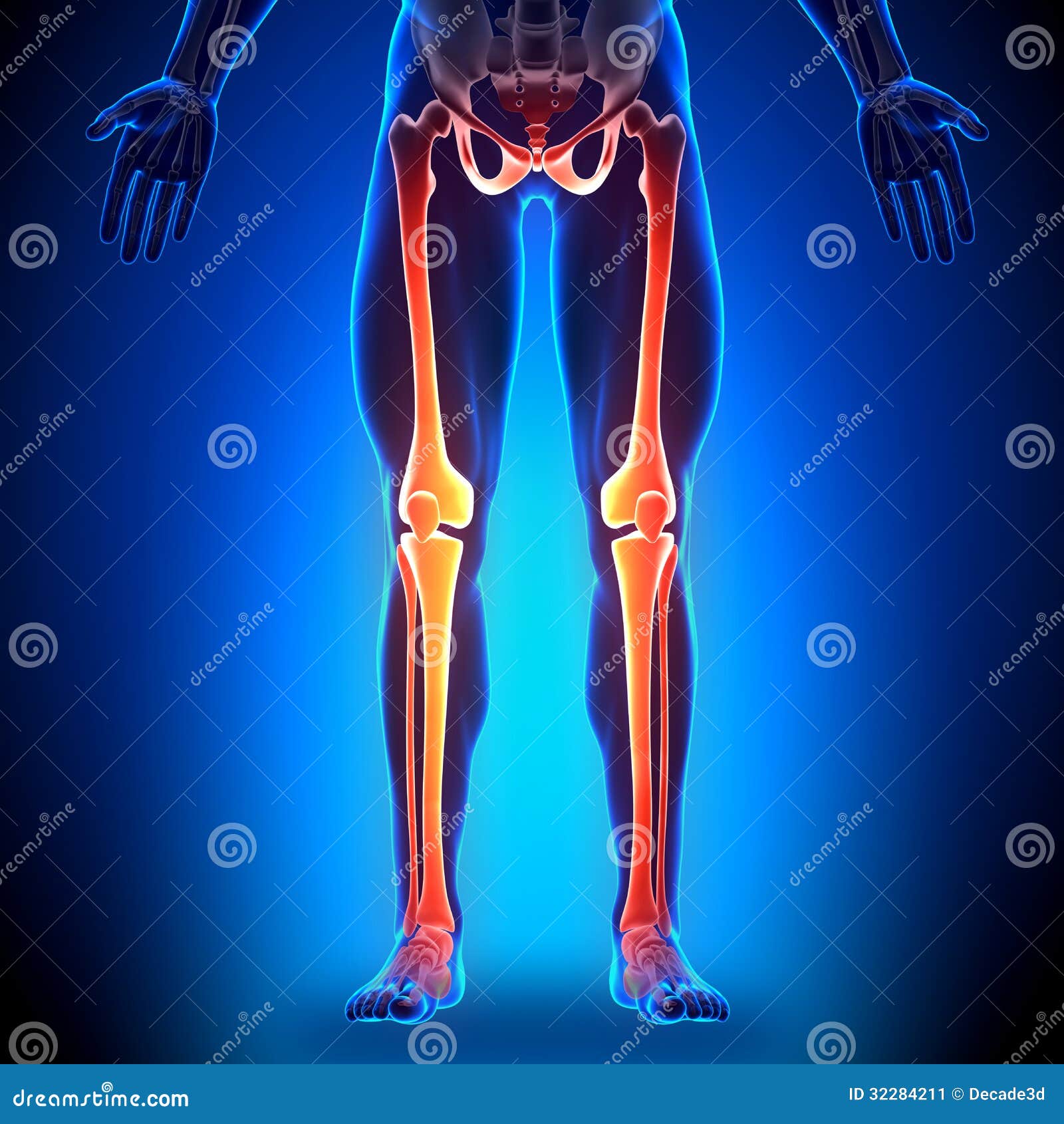 Legs - Anatomy Bones stock illustration. Illustration of biology - 32284211