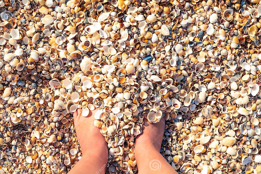 Legs on the Background of Seashells. View from Above Stock Photo ...