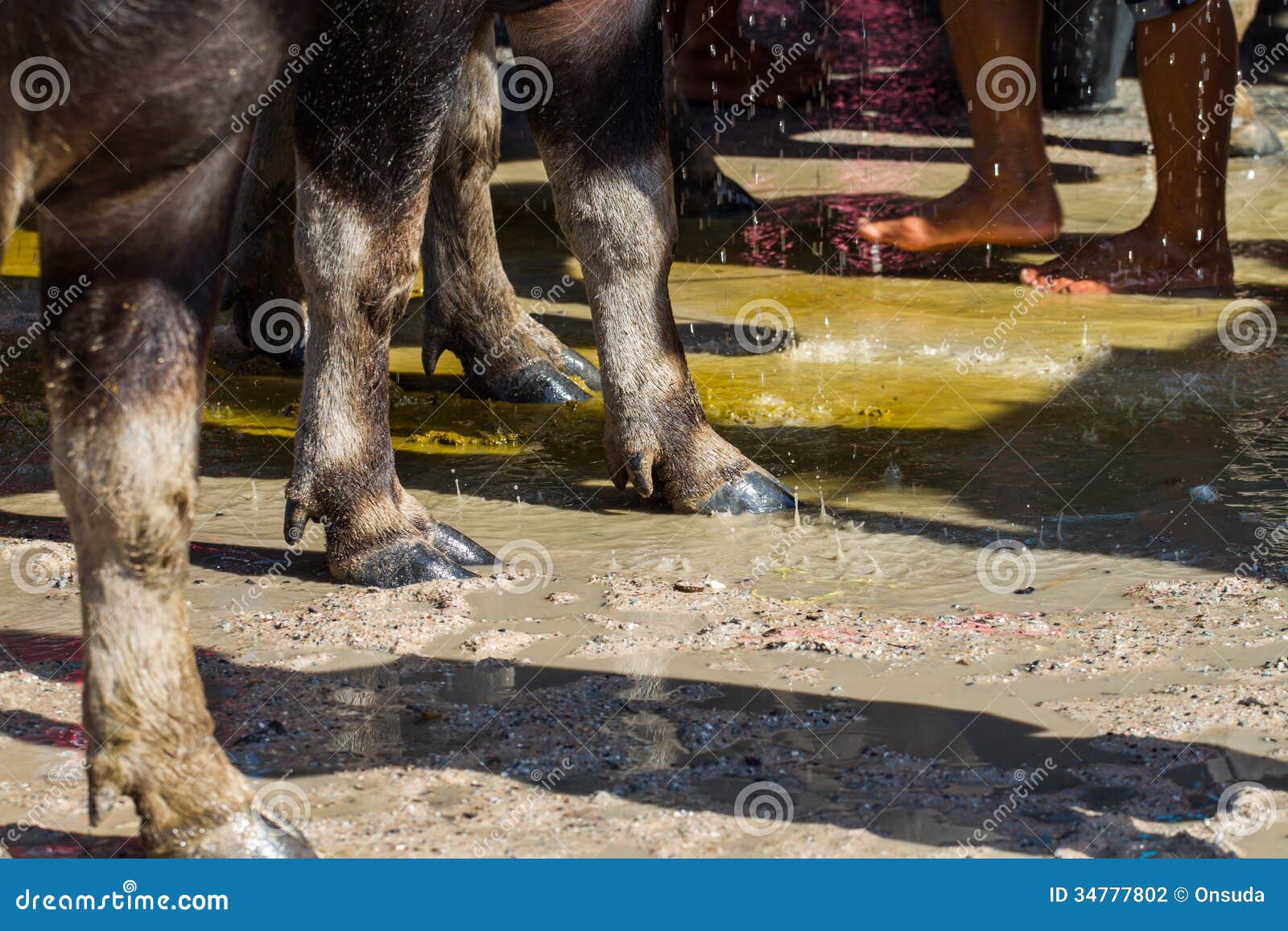 Legs of buffalo stock photo. Image of stand, field, bath - 34777802