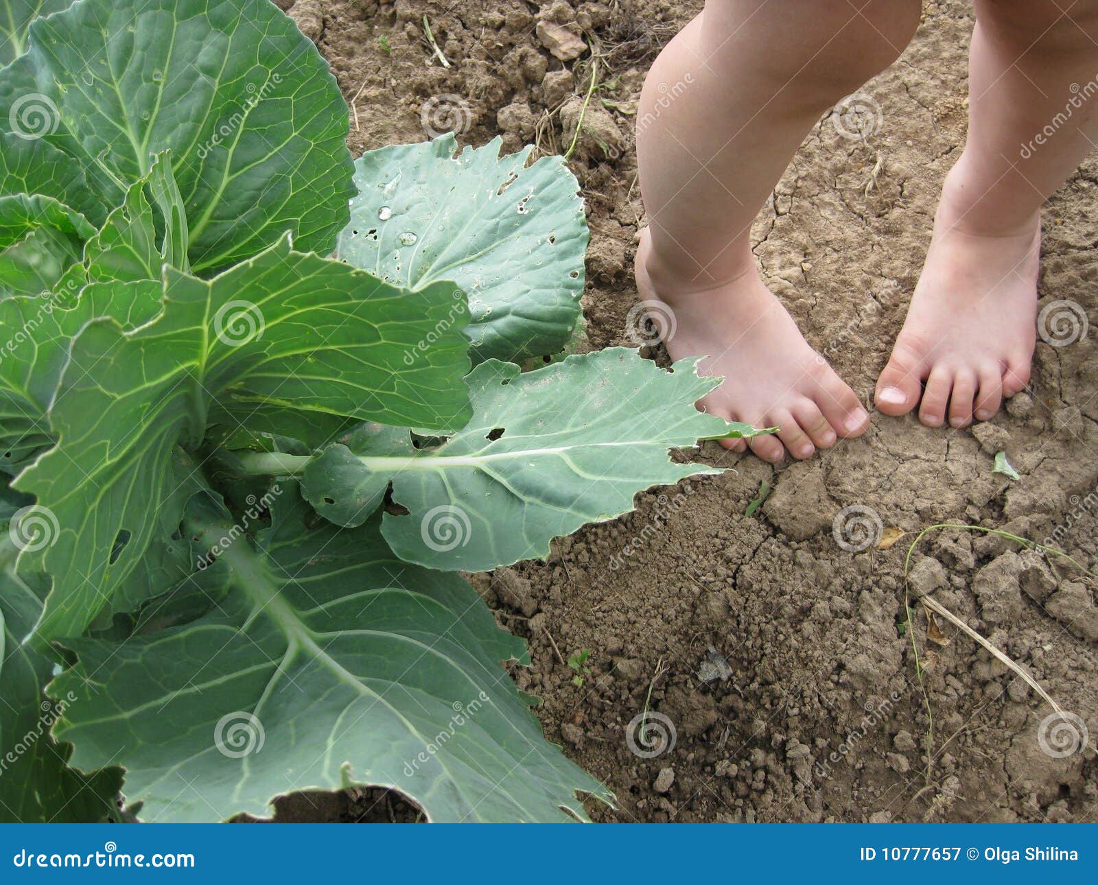 Legs of child and cabbage stock image. Image of vegetable - 10777657