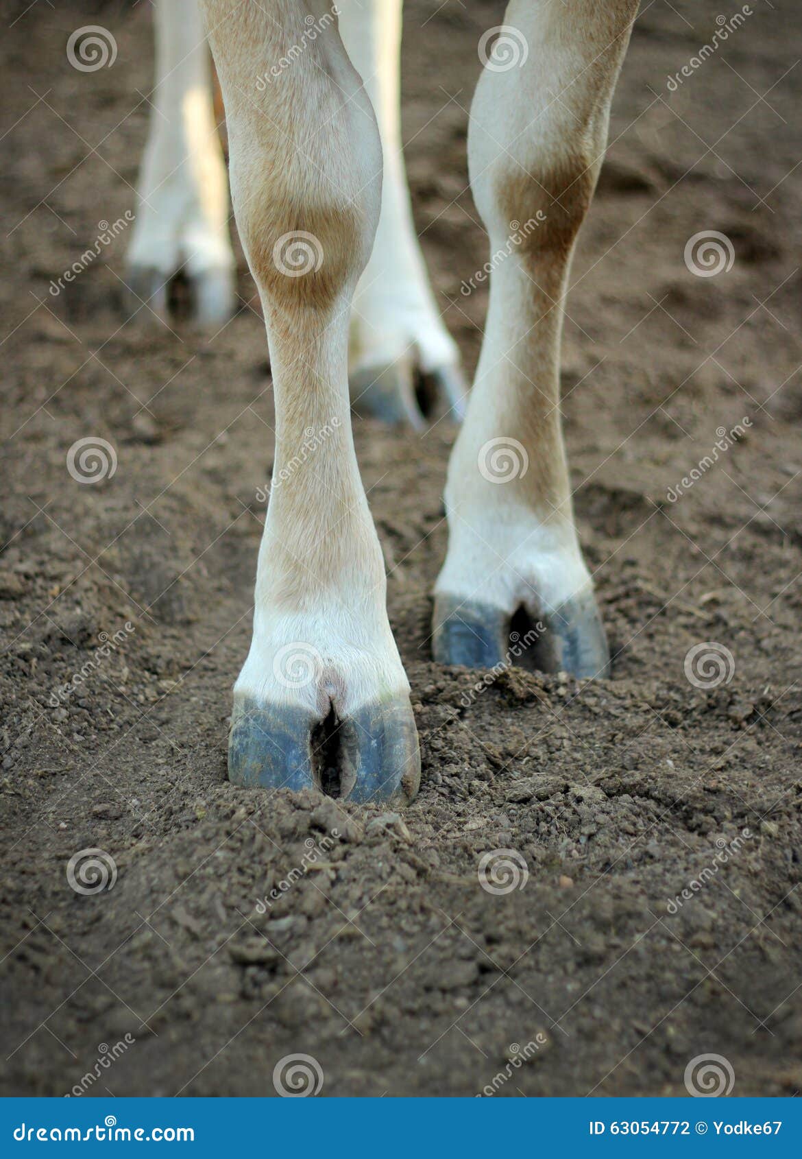 The legs of a cow standing stock photo. Image of field - 63054772