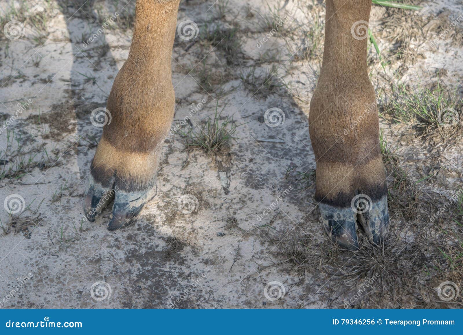 The Legs of a Cow Standing on the Ground. Stock Photo - Image of hoof ...