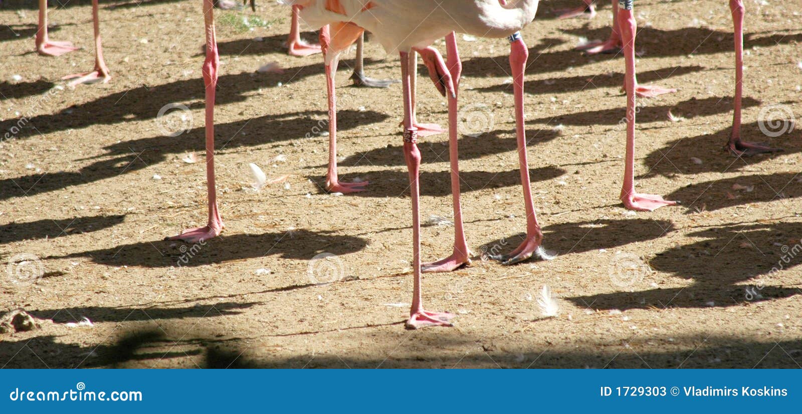 Legs of a flamingo stock image. Image of legs, wings, pink - 1729303