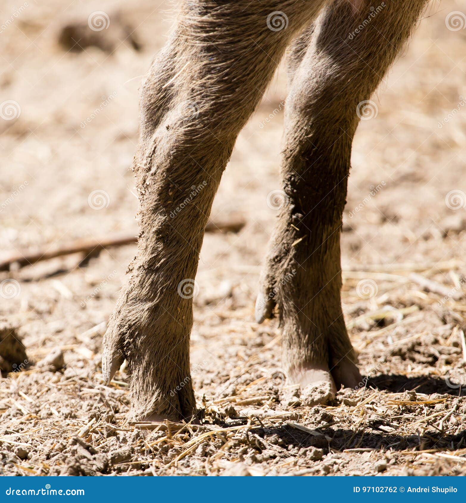 Legs with Hoofs in a Wild Boar on the Ground Stock Photo - Image of ...