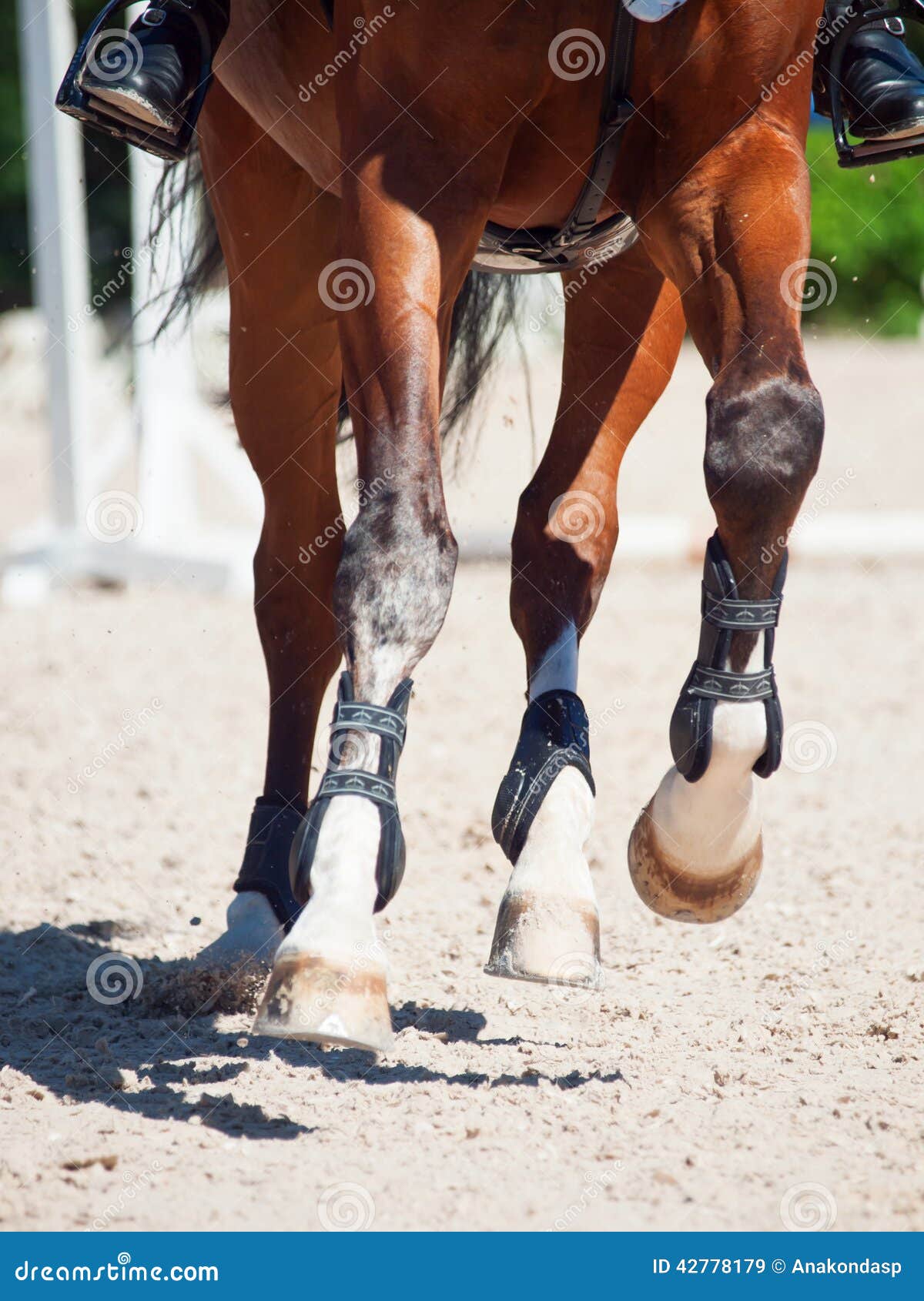 Legs of Horse in Movement. Close Up Stock Image - Image of ground ...