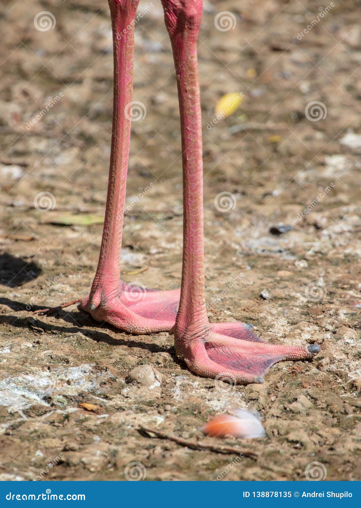 Legs of Pink Flamingos on the Ground Stock Image - Image of flocks ...