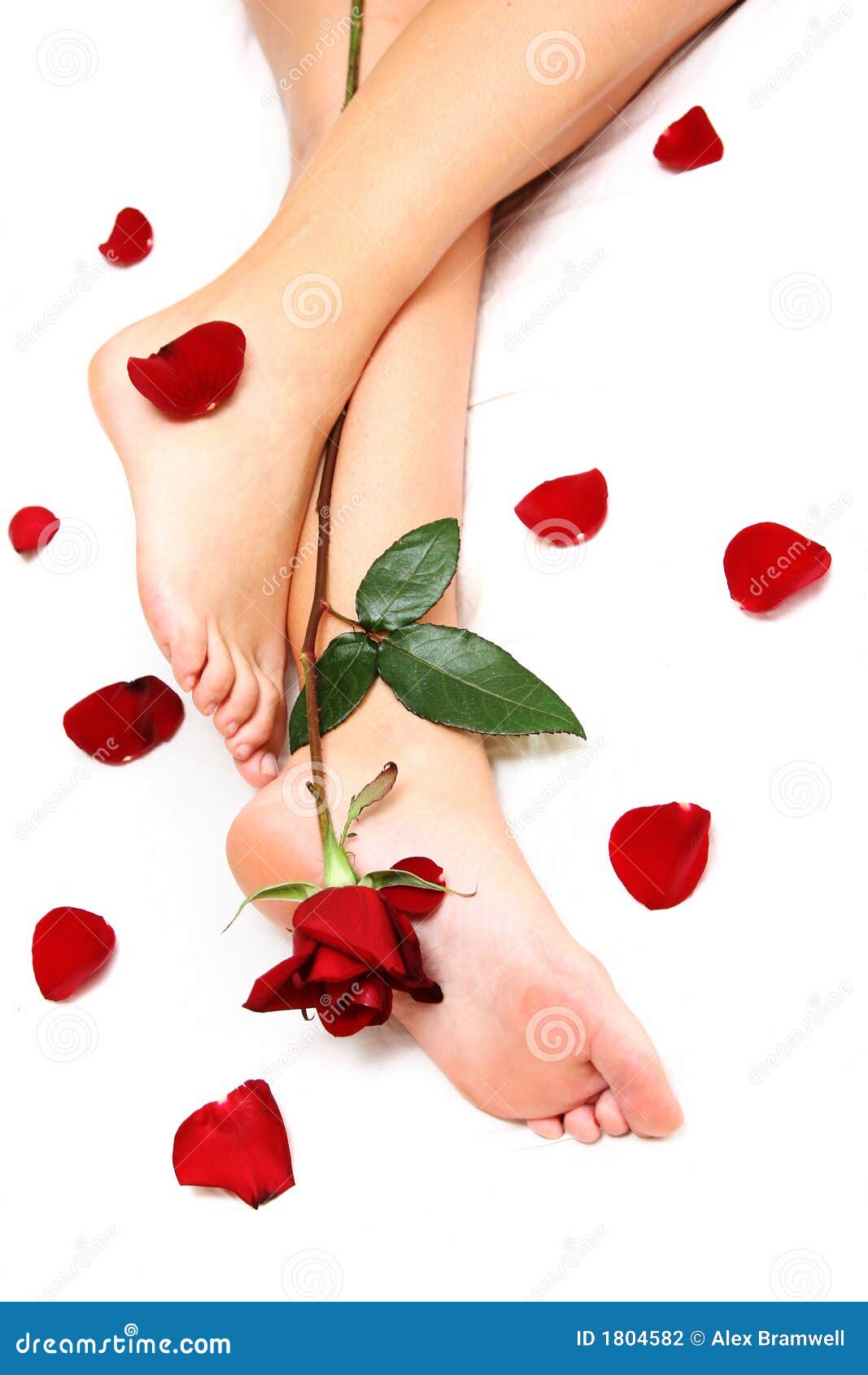 Legs and Rose stock photo. Image of girl, fragile, romantic - 1804582