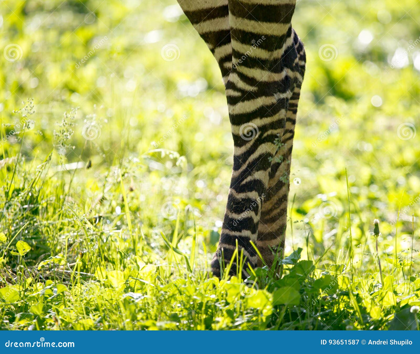 Legs of a Zebra on Green Grass Outdoors Stock Image - Image of legs ...