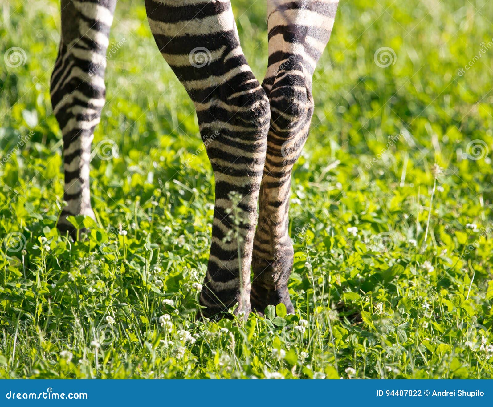 Legs of a Zebra on Green Grass Outdoors Stock Photo - Image of stripes ...