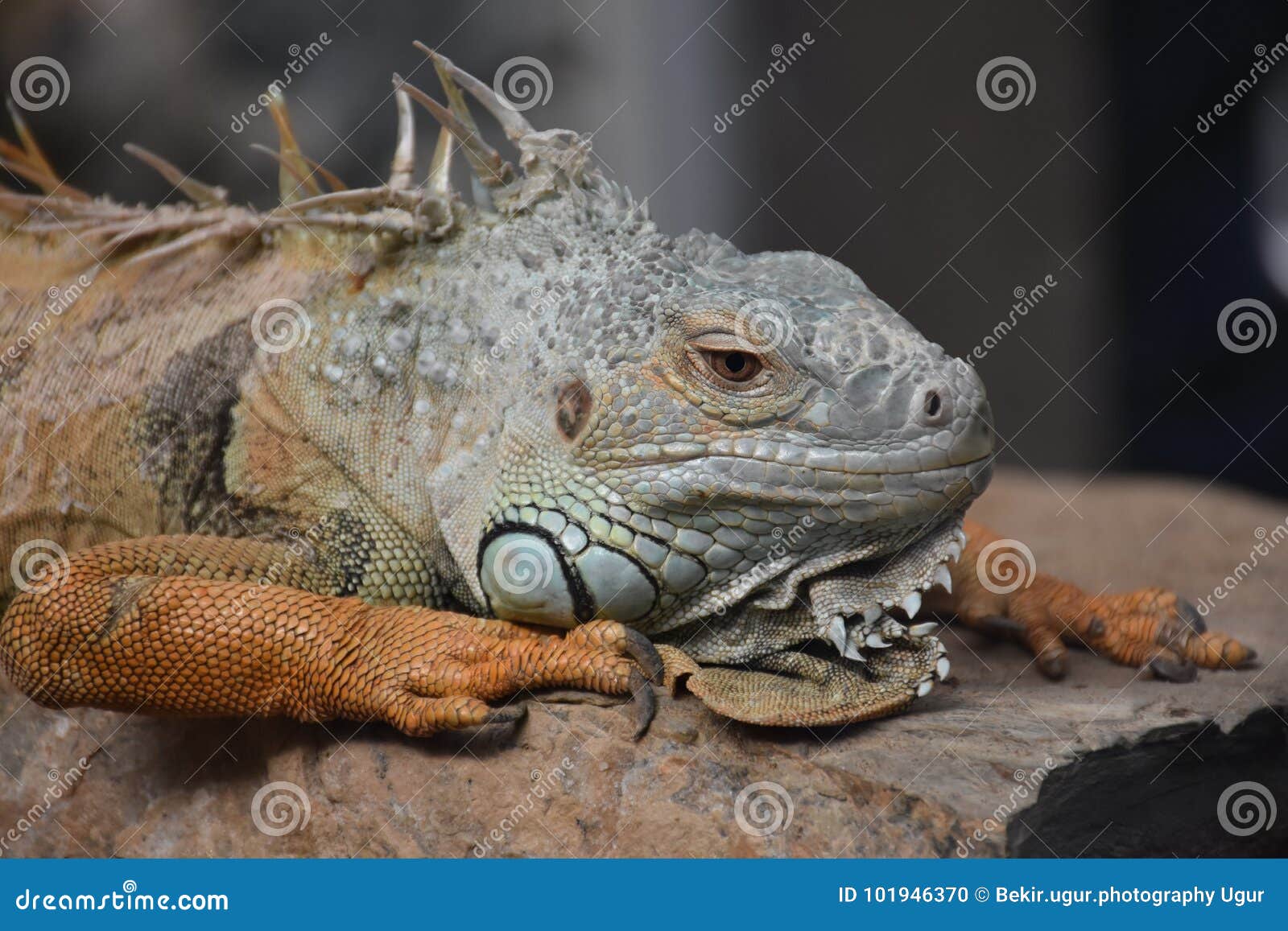 Leguaan stock foto. Image of portret, kleurrijk, nave - 101946370