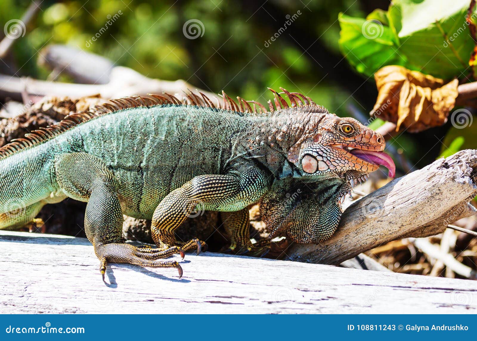 Leguaan stock afbeelding. Image of boom, leguaan, centraal - 108811243