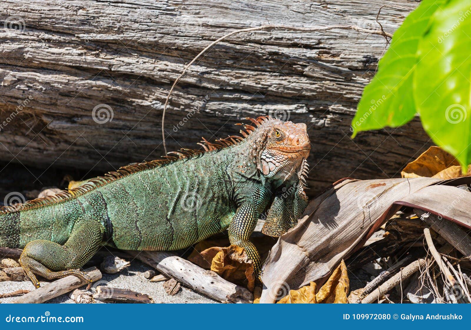 Leguaan stock foto. Image of rica, latijns, stellen - 109972080