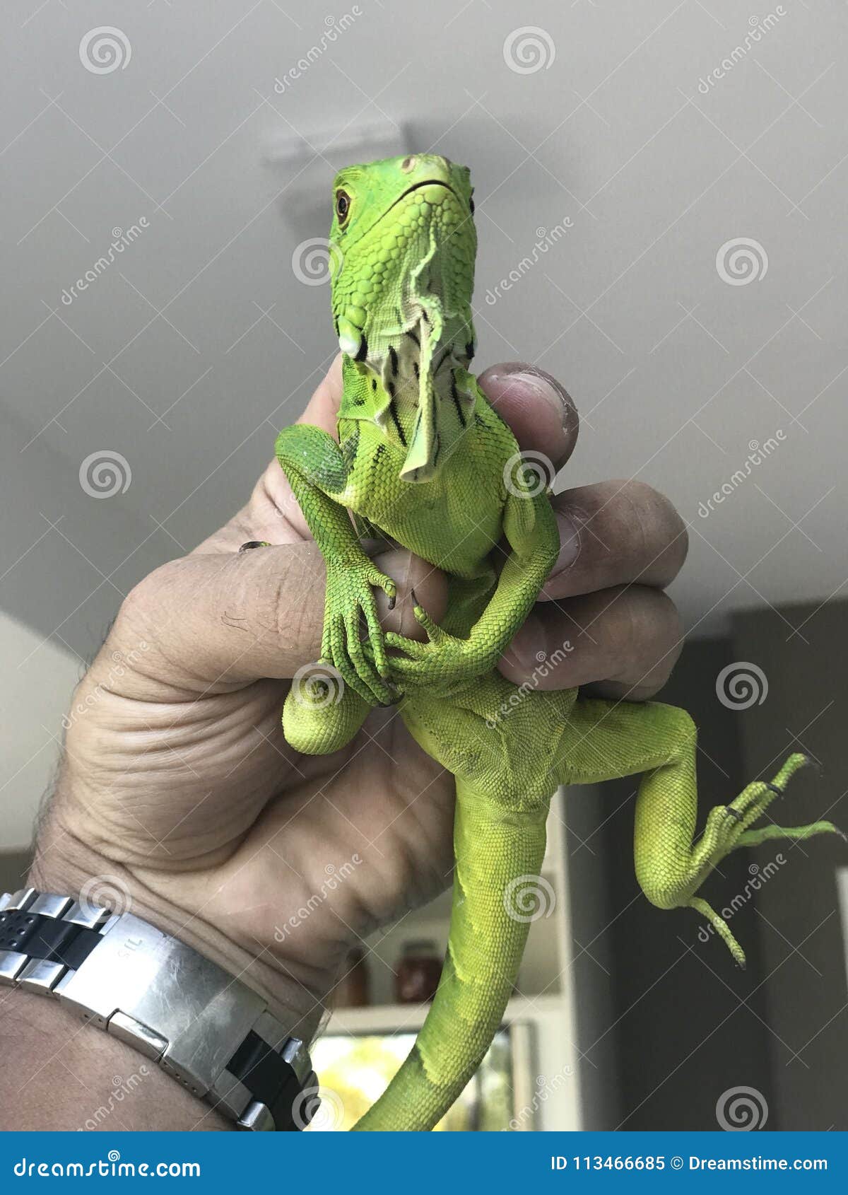 Leguaan stock afbeelding. Image of leguaan, dier, verwoord - 113466685