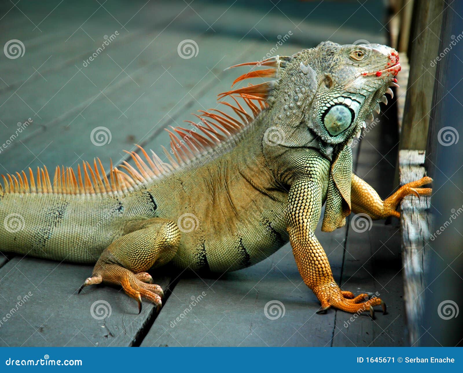 Leguaan stock afbeelding. Image of gefascineerd, reptiel - 1645671